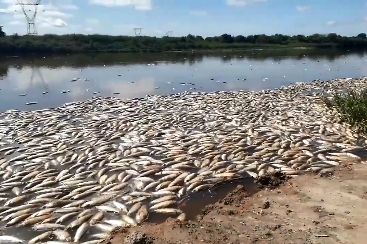 Encuentran residuos de agroquímicos en los peces muertos del Río Salado ...